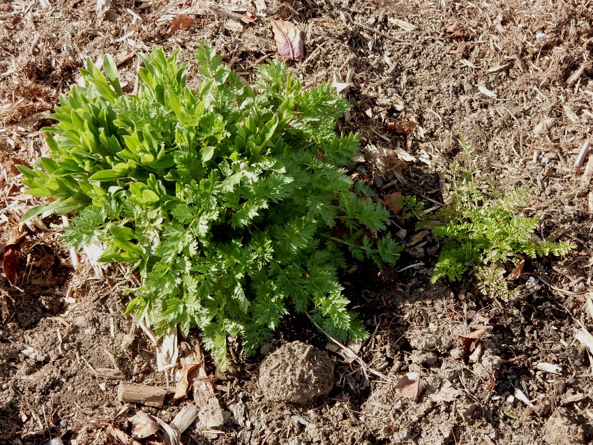 Flowery Mystery Finally Solved.