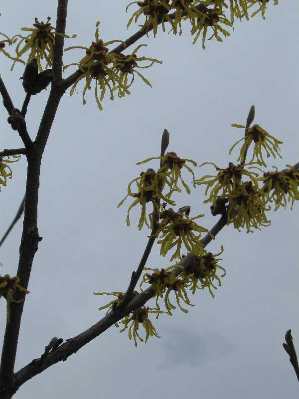witch-hazel-flower - Commonweeder