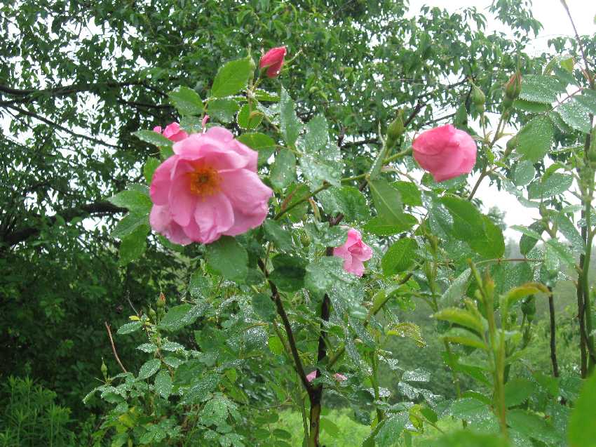 Applejack - Rose of the Day