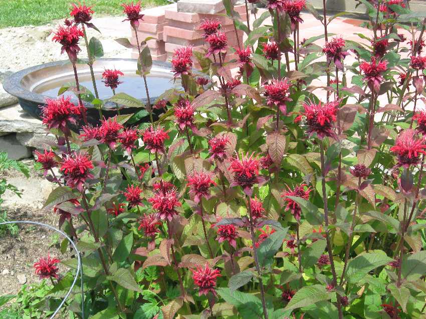 colrain-red-bee-balm - Commonweeder