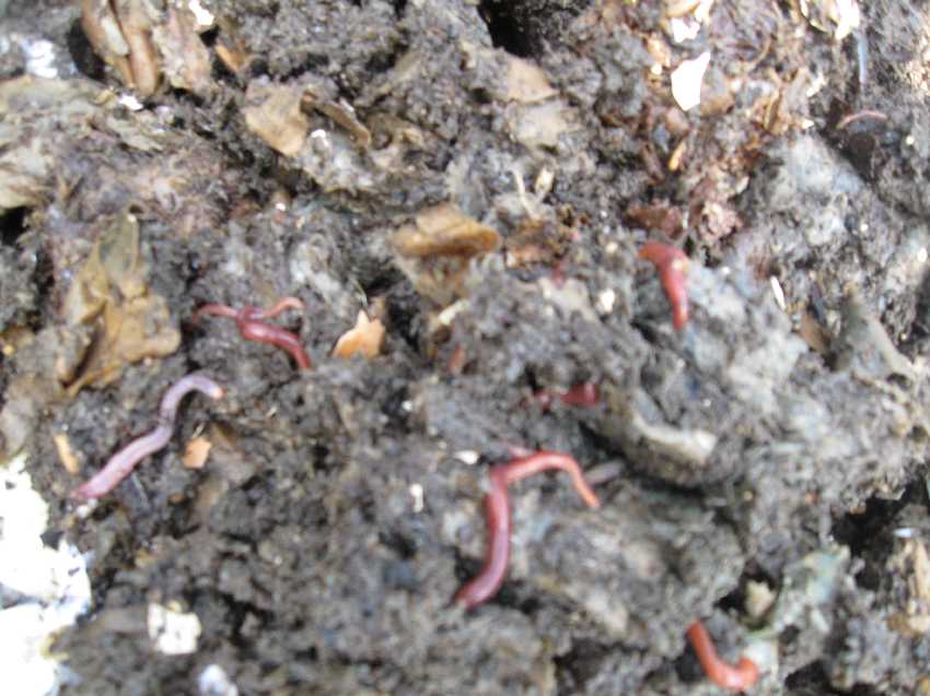 Worm Manure Harvest