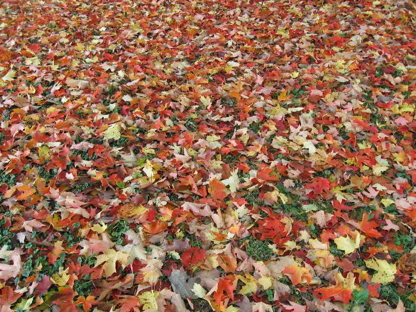 Blossoms of the Fall