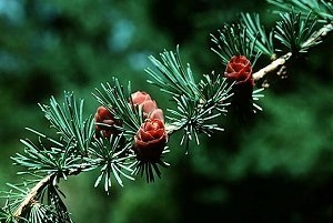 larch needles - Commonweeder