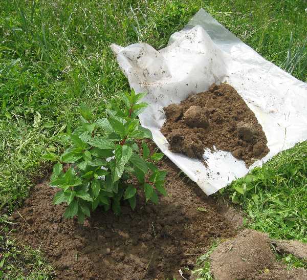 hole 4 - Commonweeder