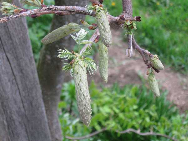 wisteria bud closeup - Commonweeder
