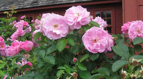 bonifaz roses jens munk - Commonweeder