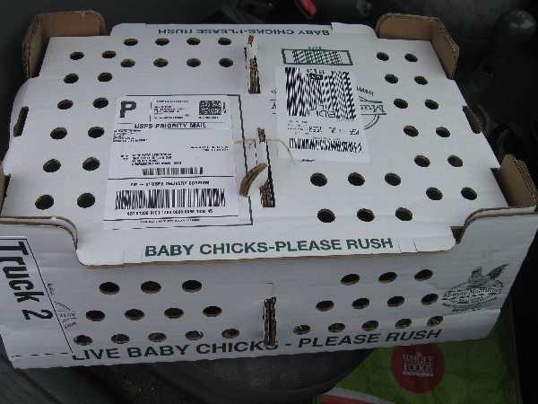 The Chicks Have Arrived!