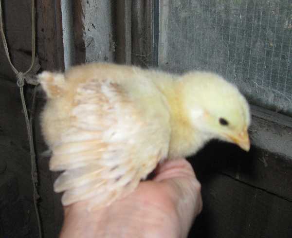 Growth - High and Low