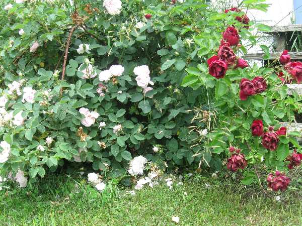 Really Red Rootstock