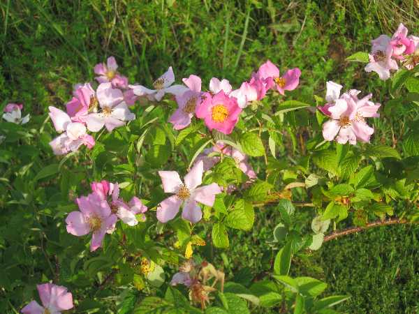 Cherokee or Prairie Rose