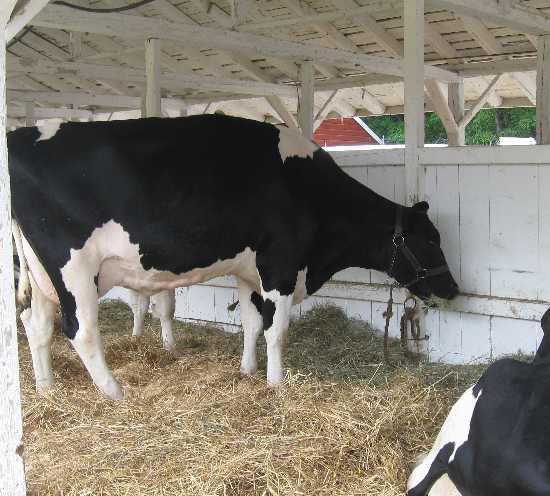 FCF cow - Commonweeder
