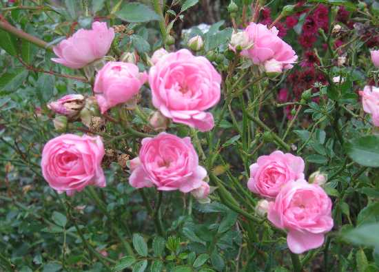 The Roses of October