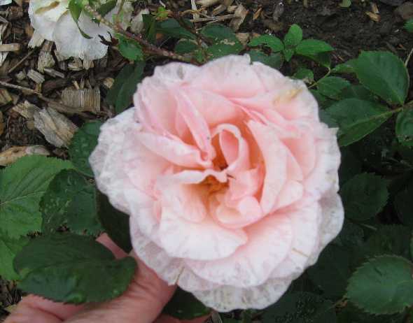 Hawkeye Belle 6-13 - Commonweeder