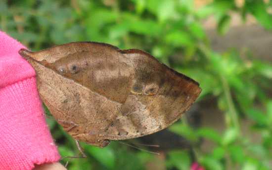 butterfly Indian Leaf - Commonweeder
