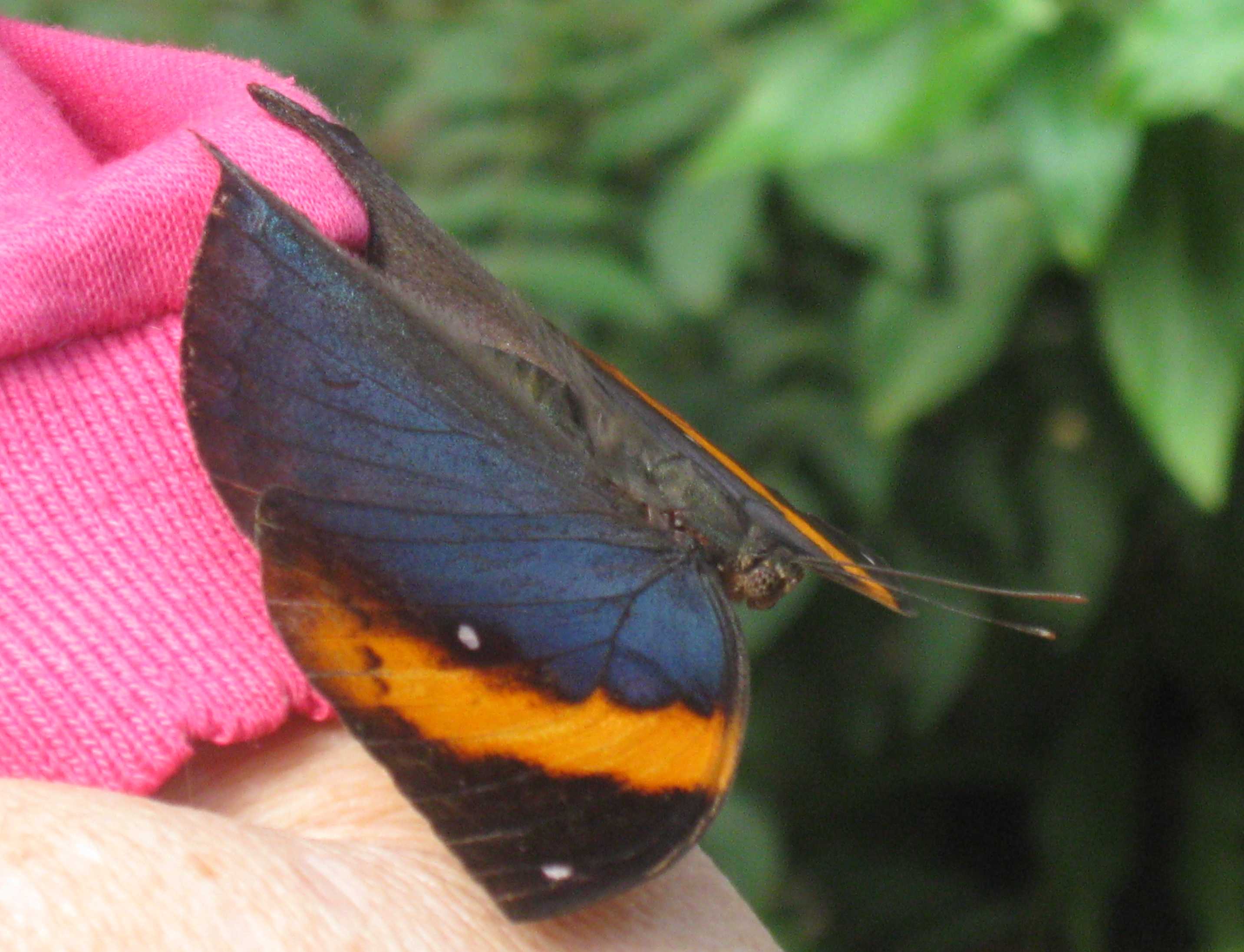 butterfly Indian leaf open - Commonweeder