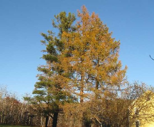 The Larch