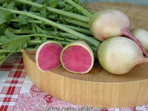 Beauty Heart Radish