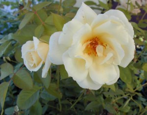 Three Dreams for Thursday