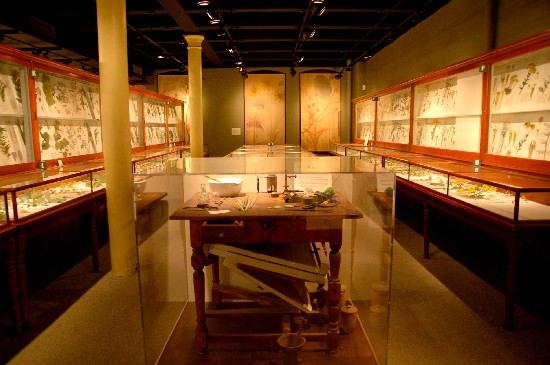 Harvard's Glass Flowers