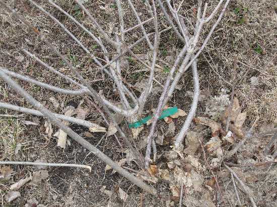 hydrangea damaged 4-10 - Commonweeder