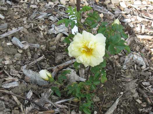 rugosa agnes - Commonweeder