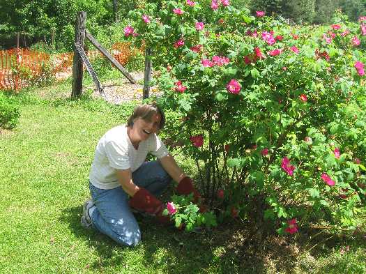 Betsy and roses - Commonweeder