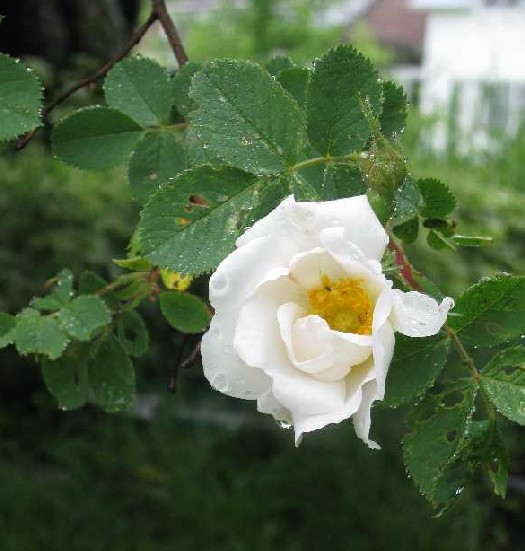 Alba Means More Than White