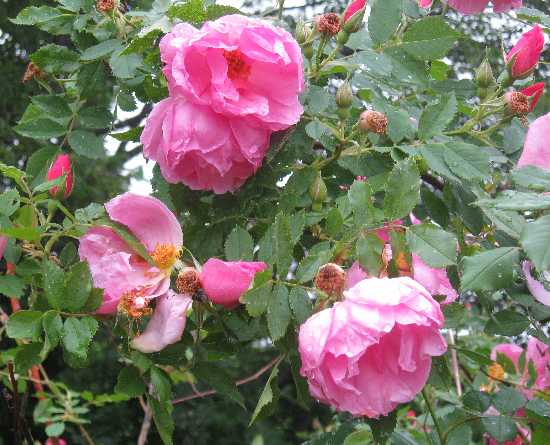 Griffith Buck and His Hardy Roses