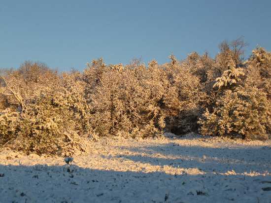 snow trees - Commonweeder