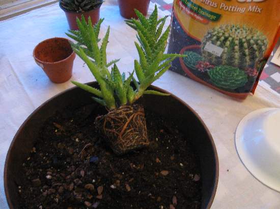 succulent roots - Commonweeder