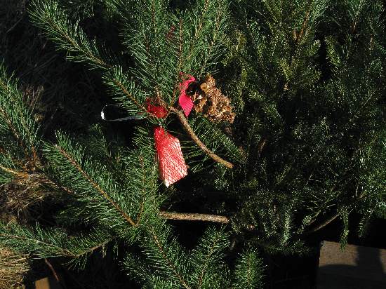 bird feeding tree closeup - Commonweeder