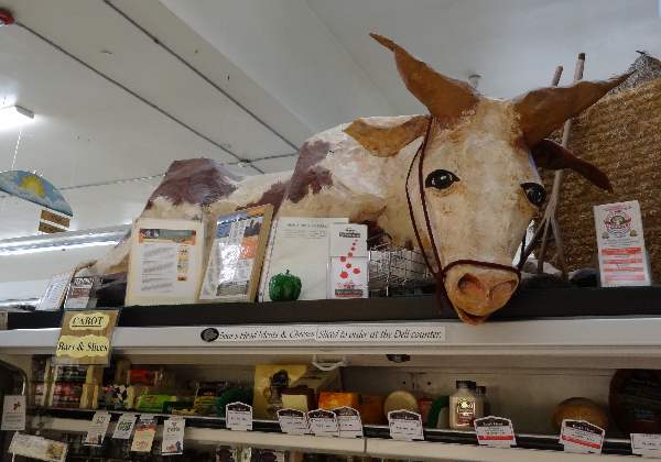 Cow in the Co-Op