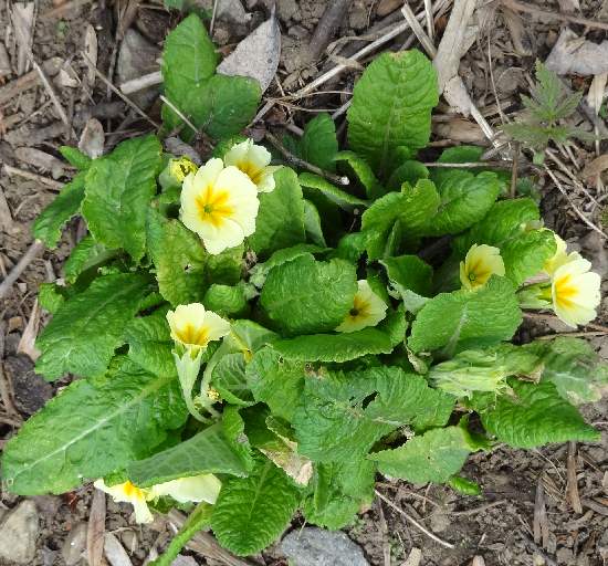 Bulbs - Commonweeder