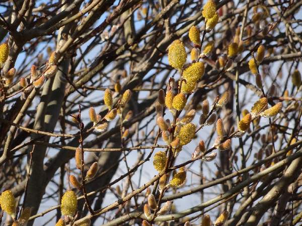 pussy willow catkins - Commonweeder