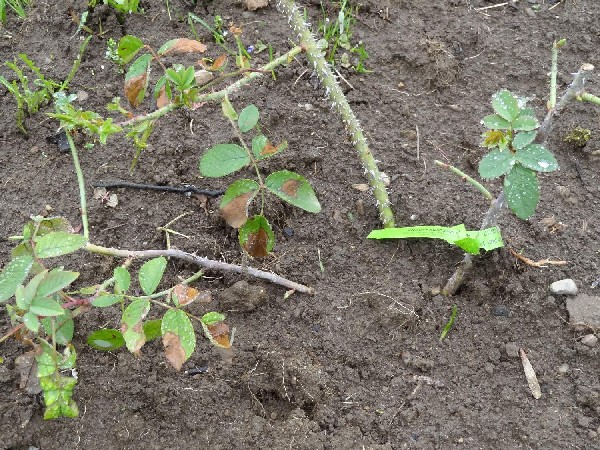 rose planting 2 - Commonweeder