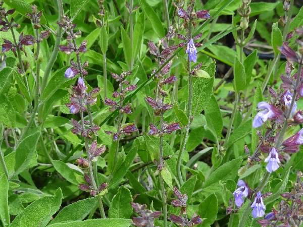 Salvia - Annual, Perennial, Shrub