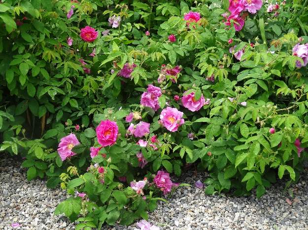 Roses in Bloom at the Flowers - and Lepores