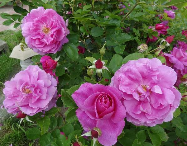 Annual Rose Viewing - Sunday, June 24