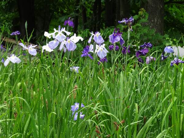 Planting Japanese Iris - Pruning Trees