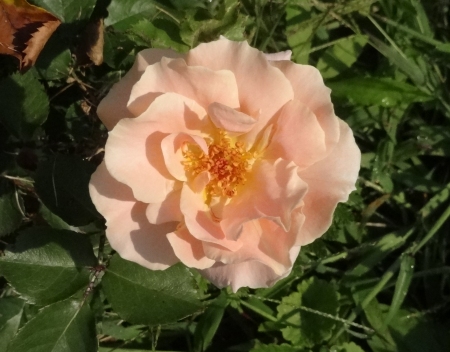 Winter Sunset A Griffith Buck Rose