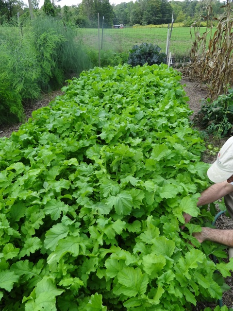 Tillage Radish - Another Cover Crop