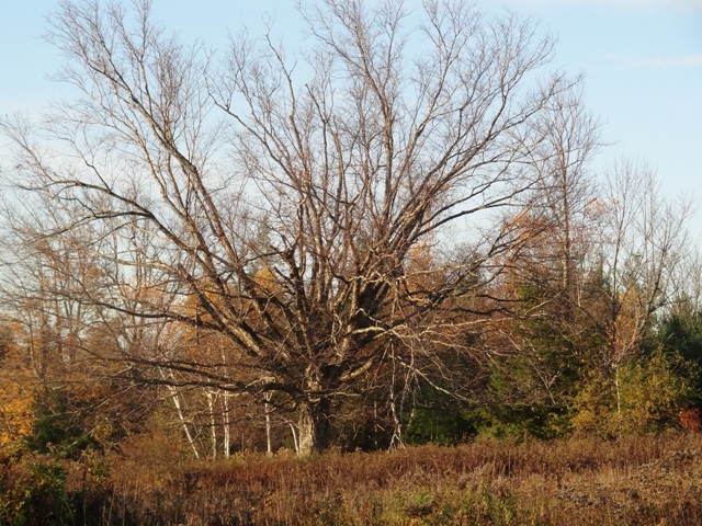 Barren Branches - AND Yet