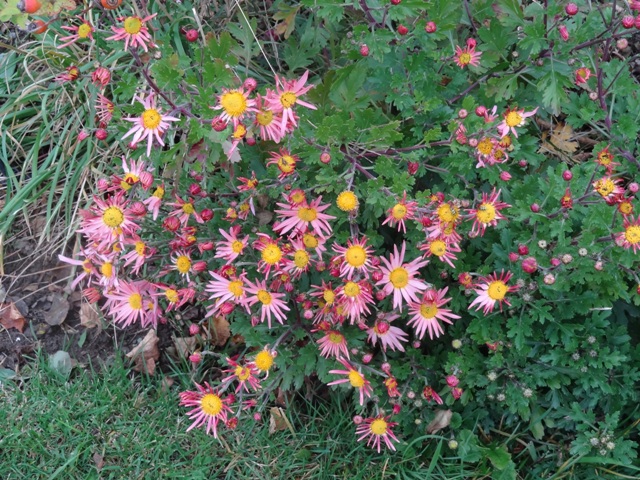 Surprising Blooms on a Gray Day