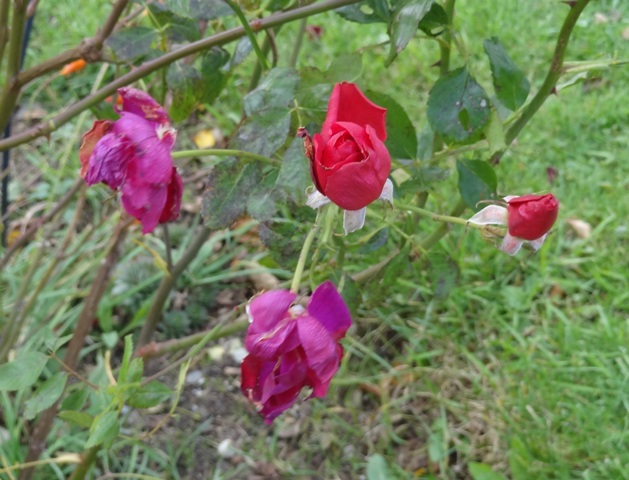 Year of the Rose Draws to a Close