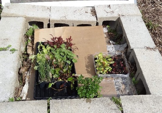 Perfect Enough cold frame and evrerything else.