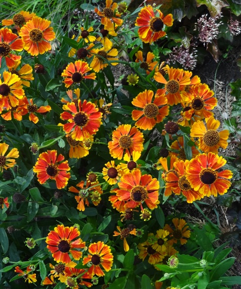 X is for Xeric - and Drought Resisant Plants