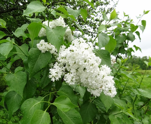 L is for Lilac Sunday at the Arnold Arboretum