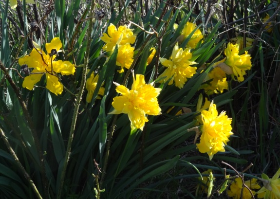 daff van sion 5-7 - Commonweeder