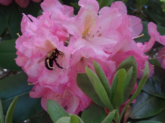 6-3 JS rhodie pink w-bee - Commonweeder
