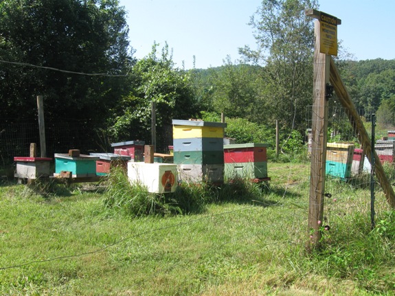Honeybees in the air